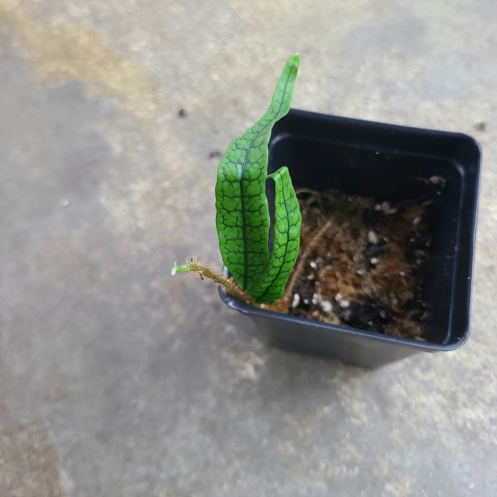 Micro Ferns — FrogDaddy