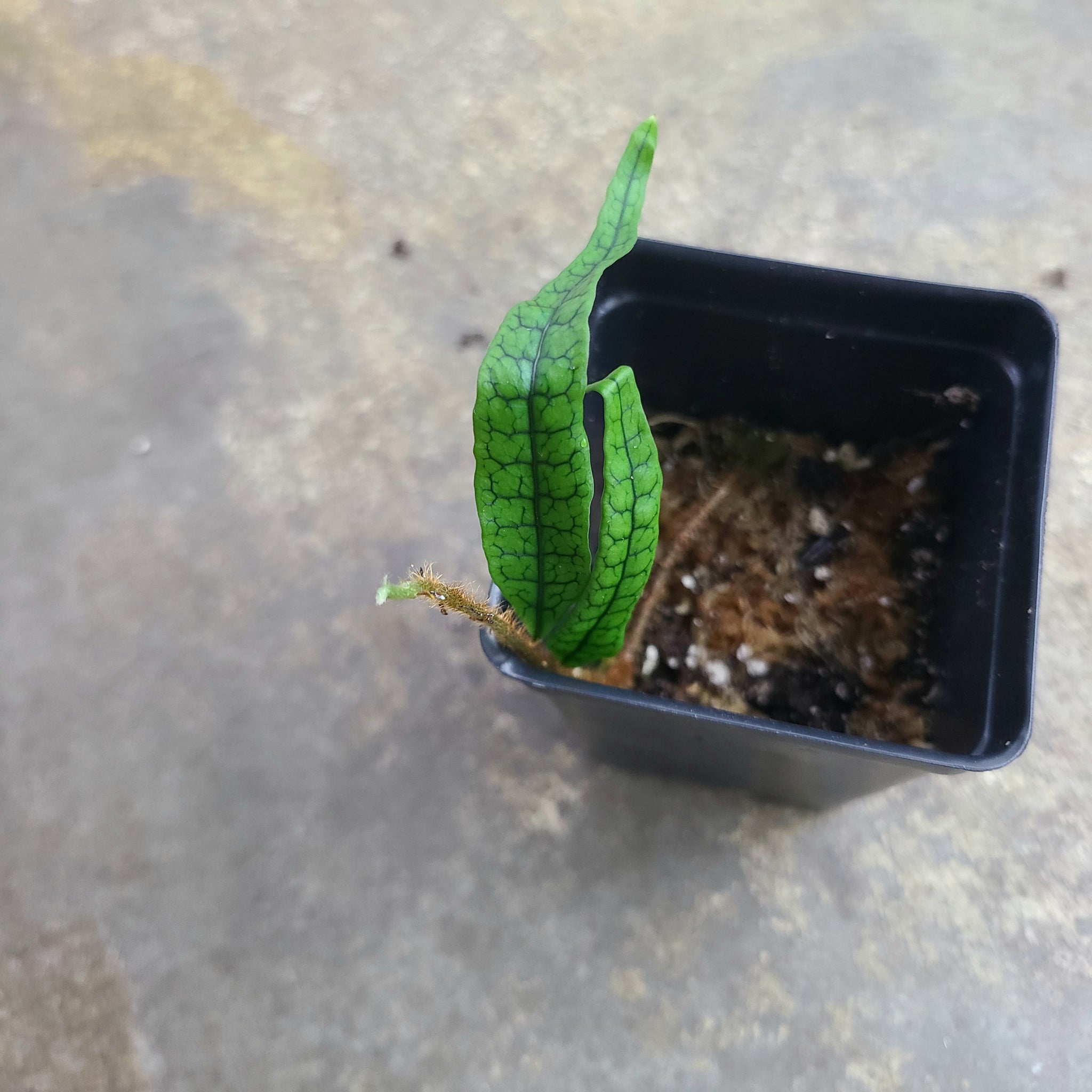 Micro Ferns — FrogDaddy