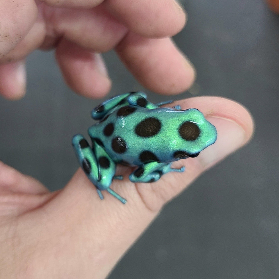 Dendrobates – Page 2 – FrogDaddy