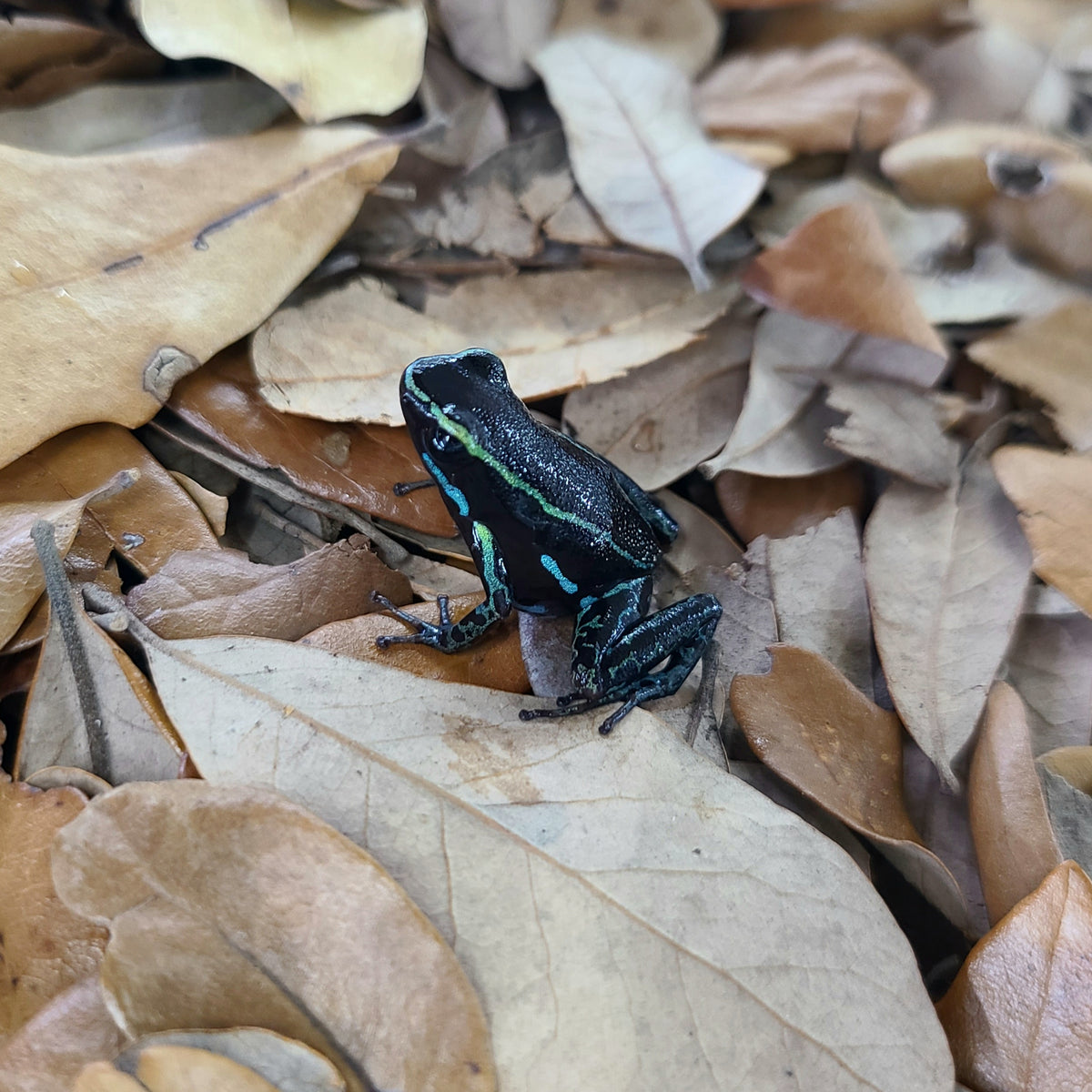 Hyloxalus azureiventris — FrogDaddy