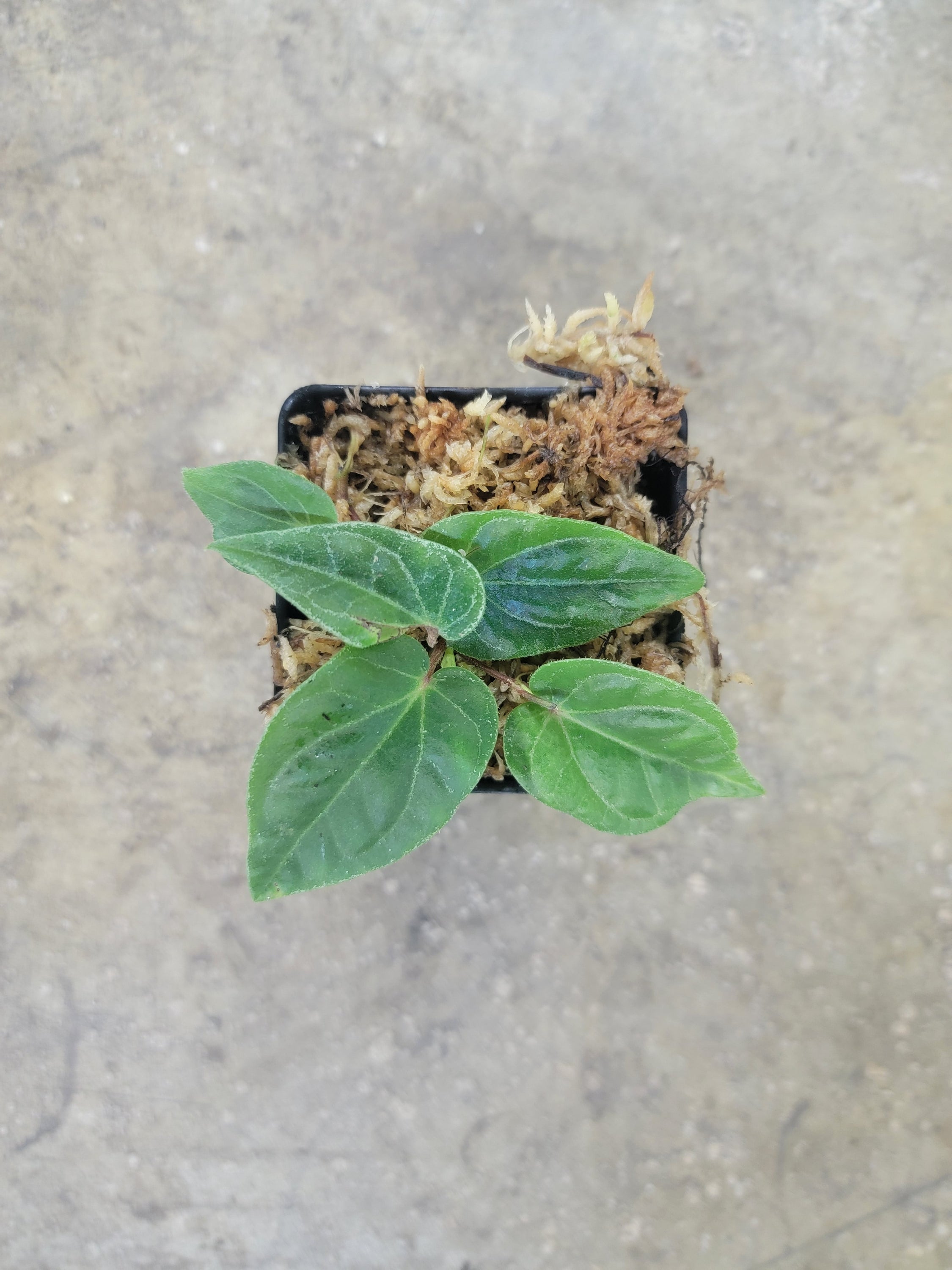 Piper sp. South Sumatra Green — FrogDaddy