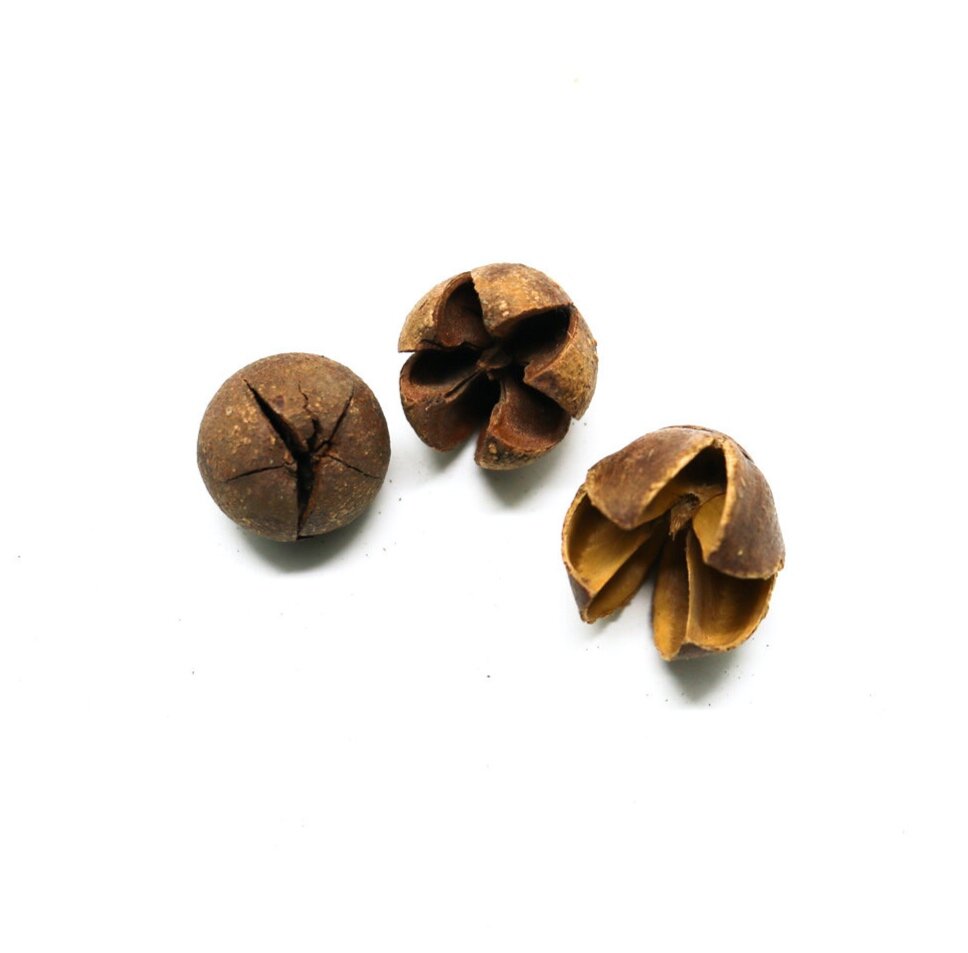 Bell Pods Isopods | FrogDaddy