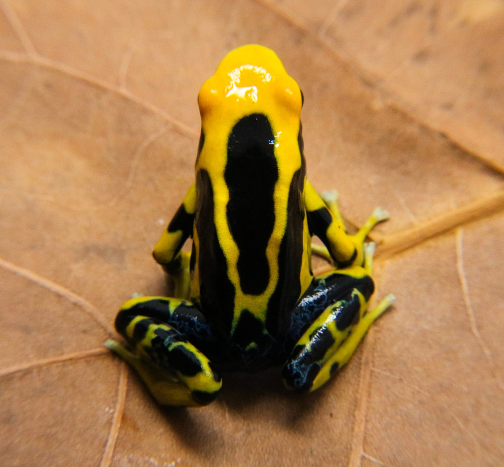 Dendrobates — Tagged "Tinctorius" — FrogDaddy