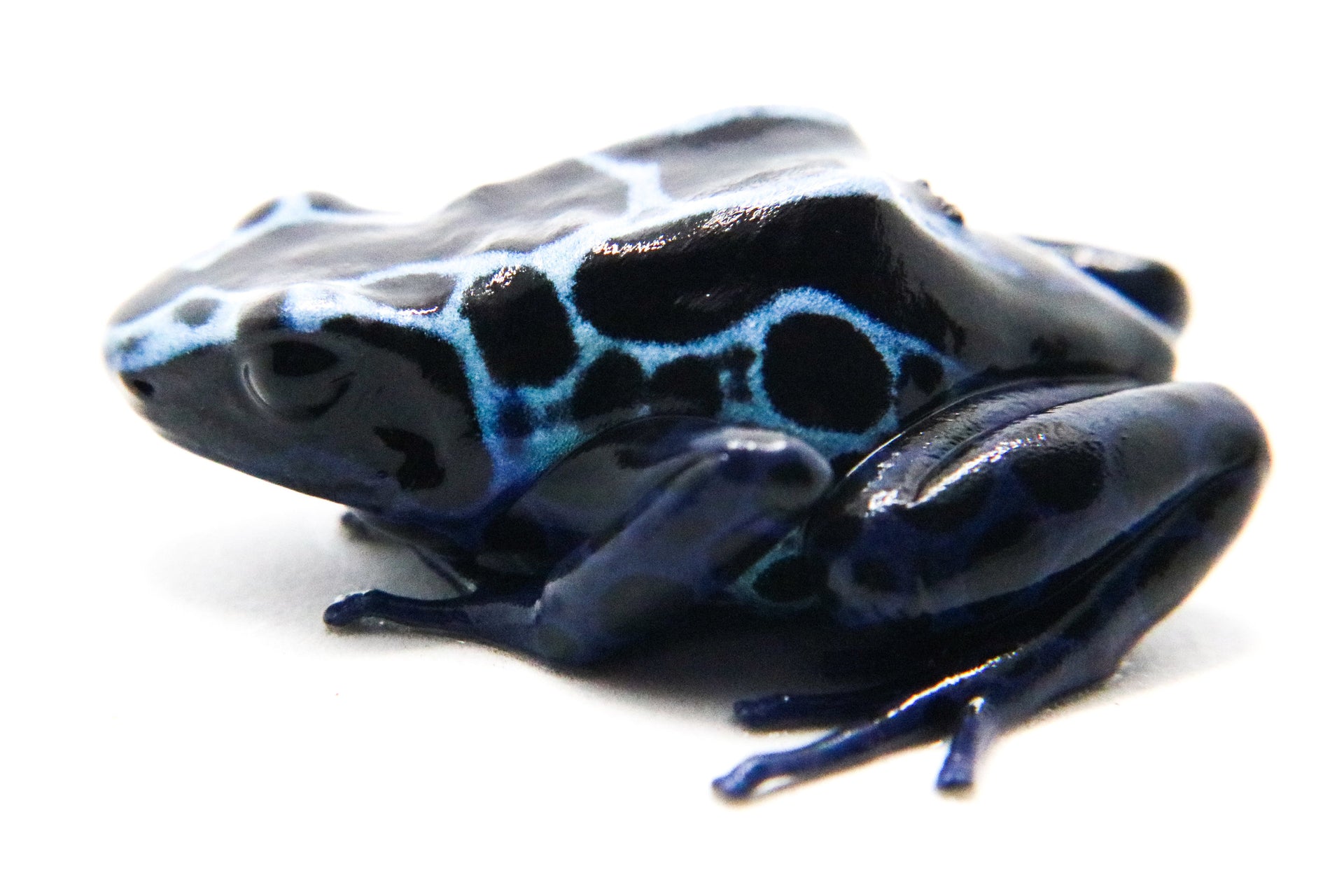 Dendrobates – Page 3 – FrogDaddy