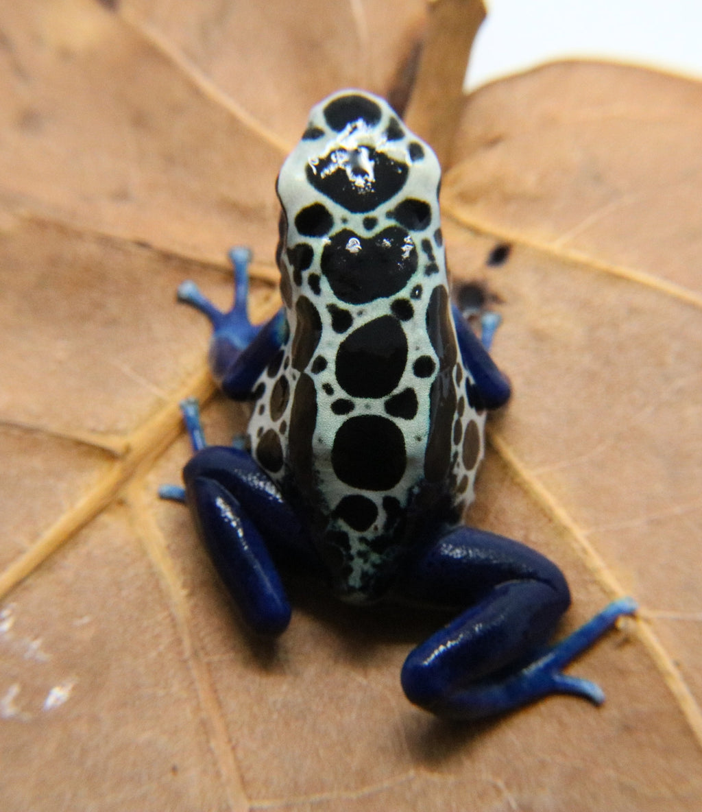 Dendrobates — Page 3 — FrogDaddy