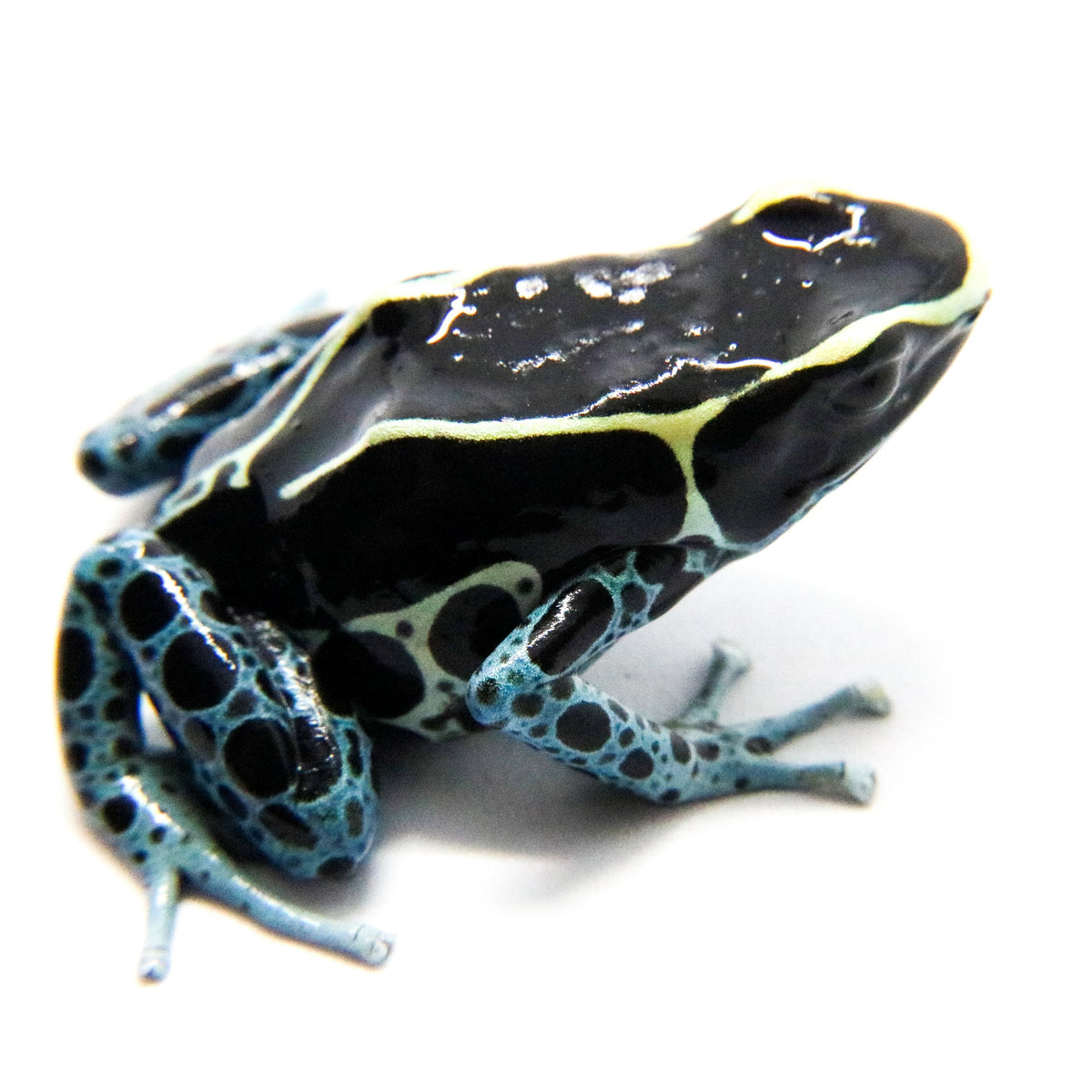 Dendrobates tinctorius "Powder Blue" Dart Frog | FrogDaddy