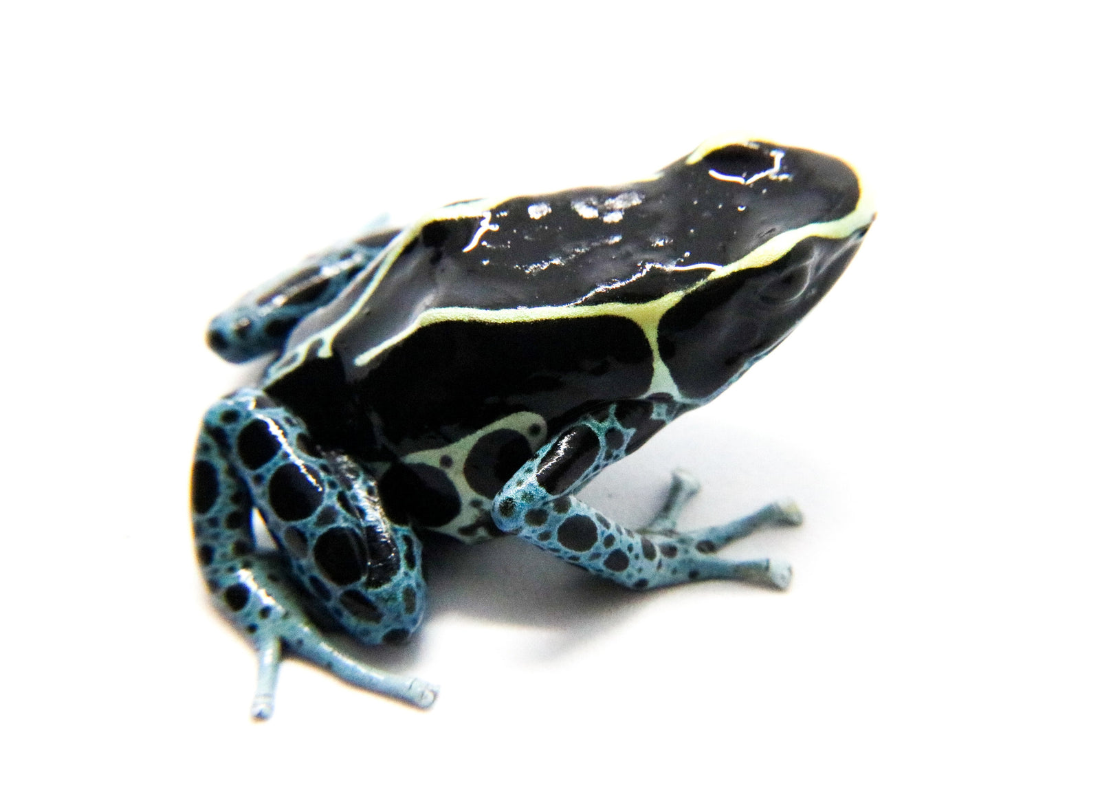 AVAILABLE NOW - Frogs – FrogDaddy