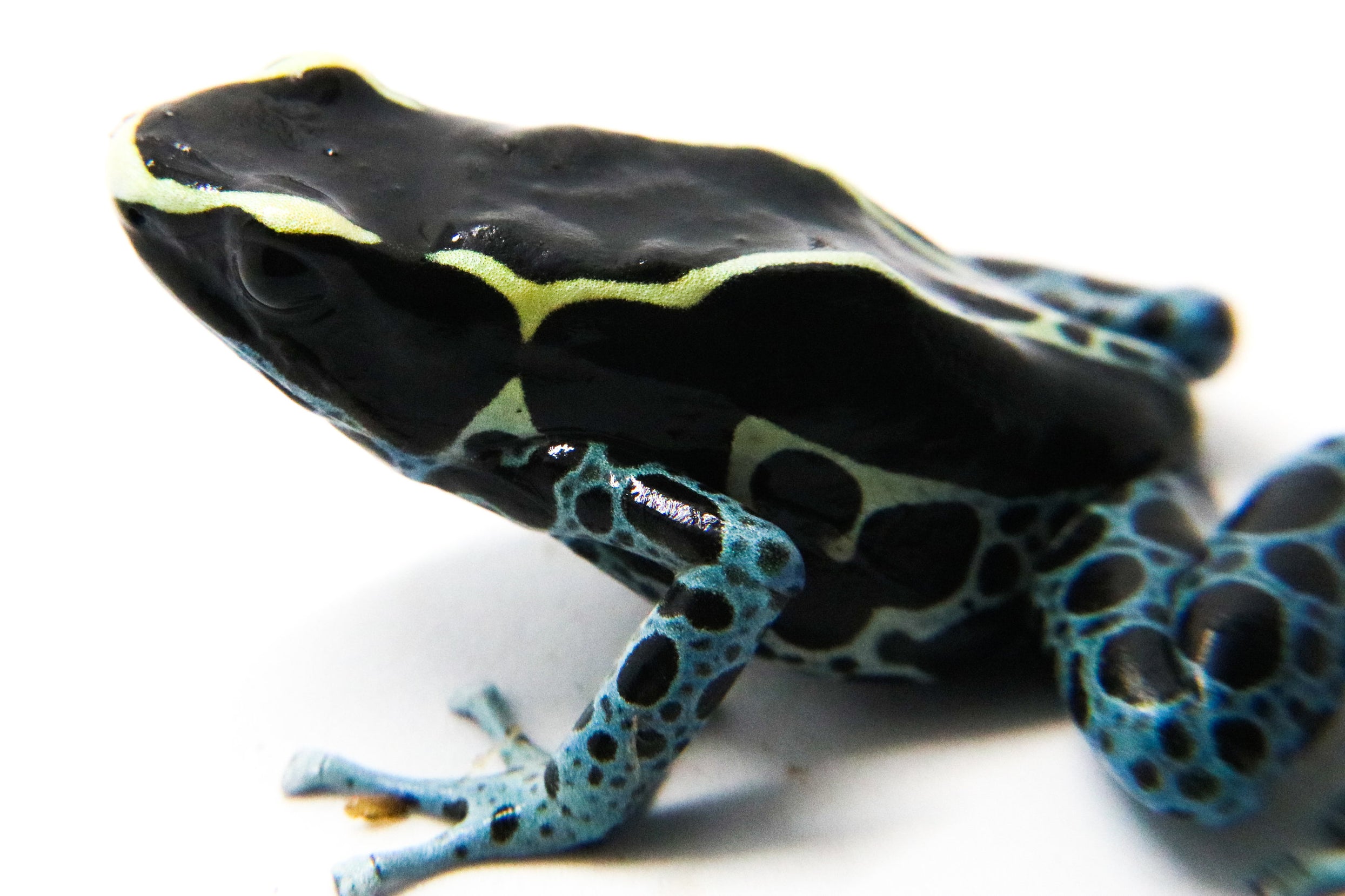 Dendrobates tinctorius "Powder Blue" — FrogDaddy
