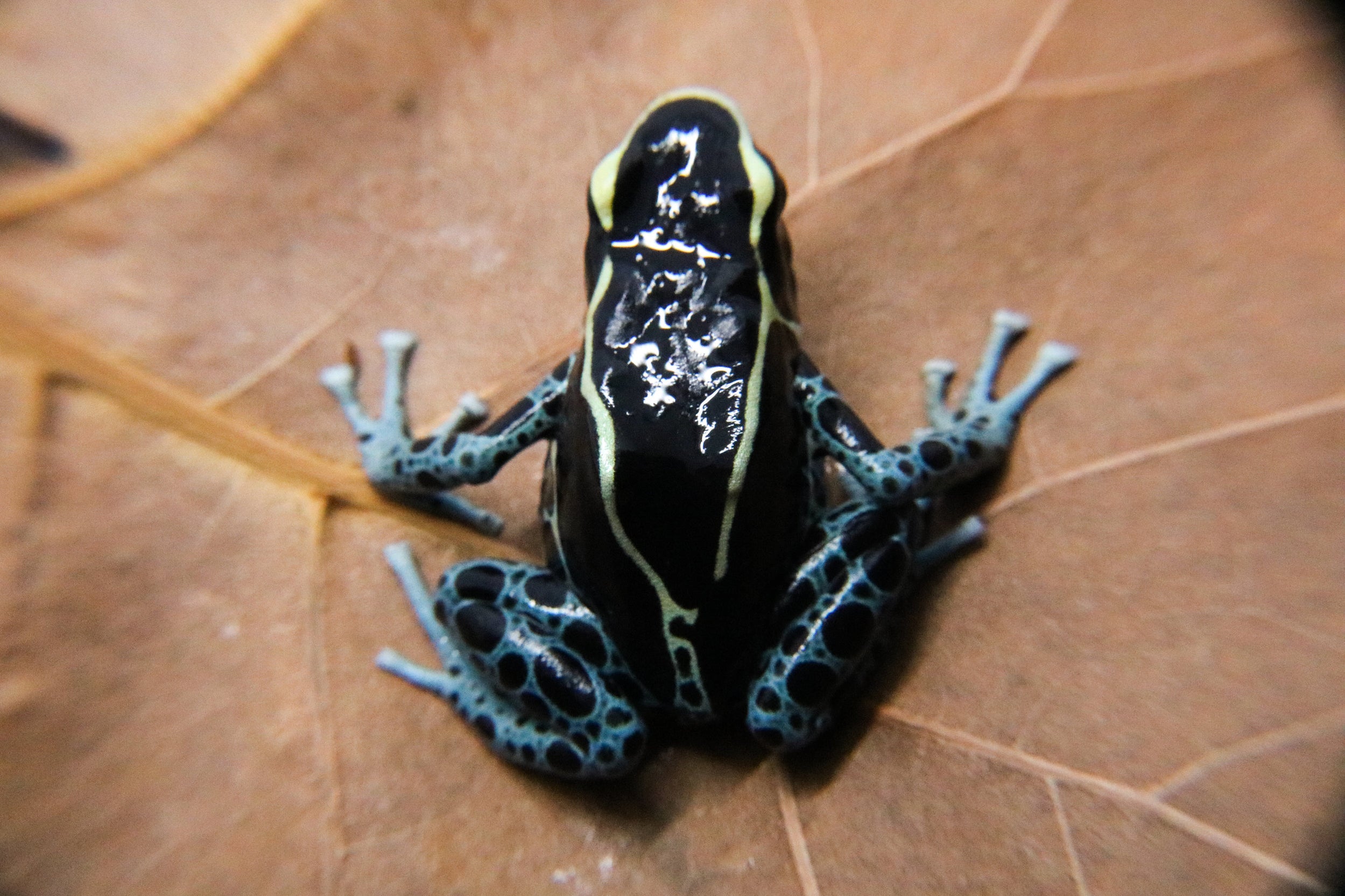 Dendrobates tinctorius "Powder Blue" — FrogDaddy