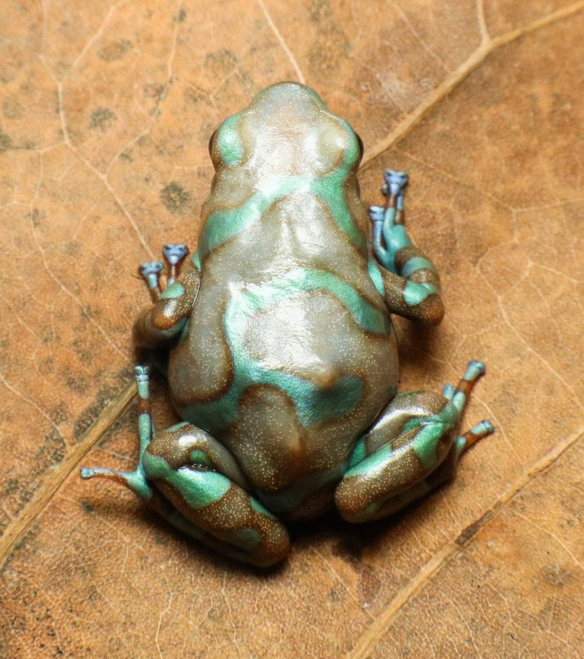 AVAILABLE NOW - Frogs — FrogDaddy