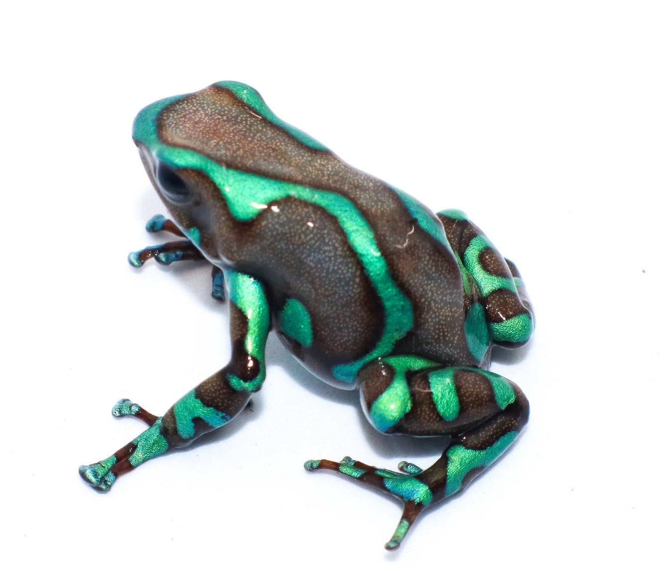 AVAILABLE NOW - Frogs — FrogDaddy