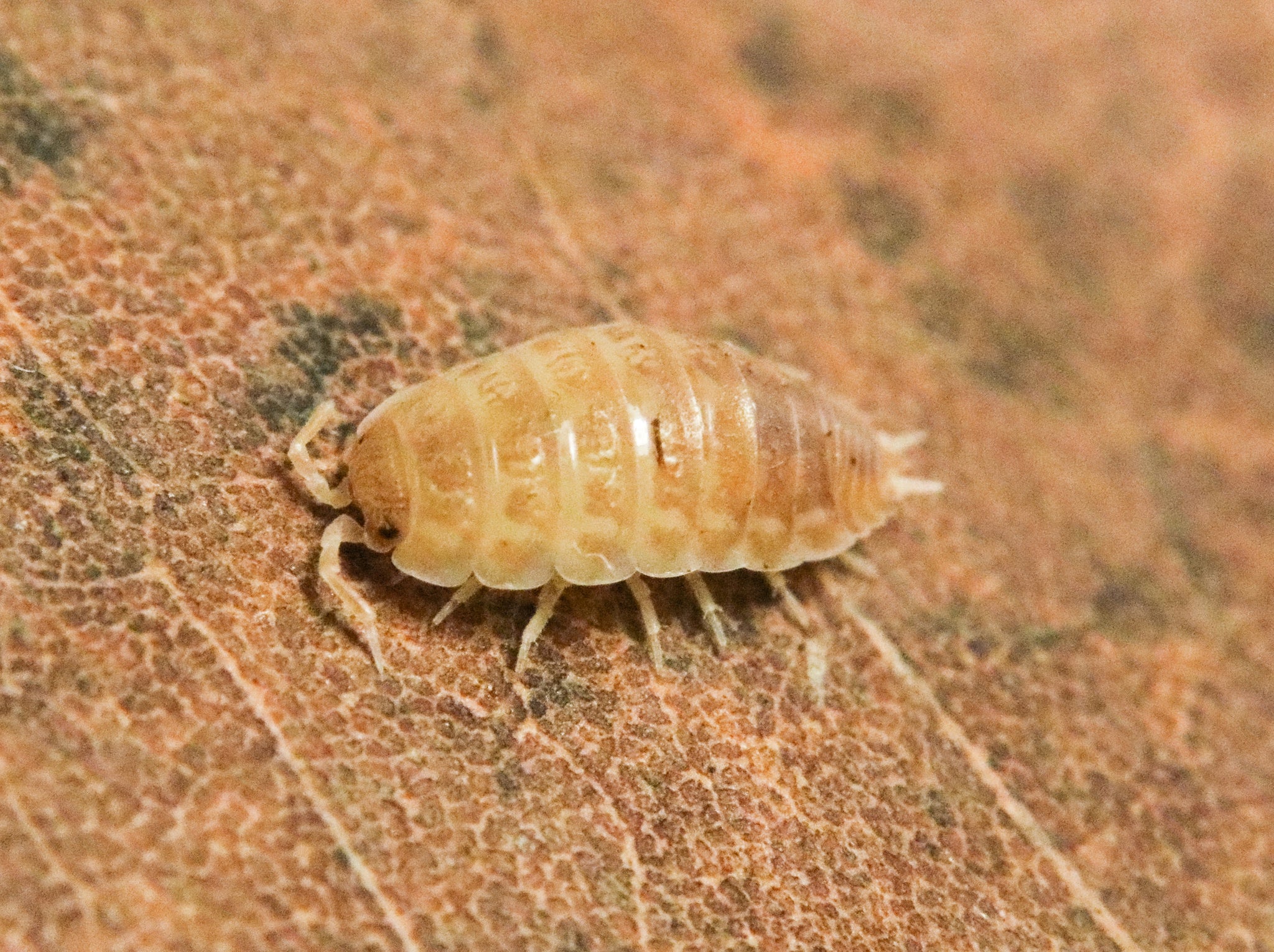 Isopods — Tagged "Dwarf Isopods" — FrogDaddy