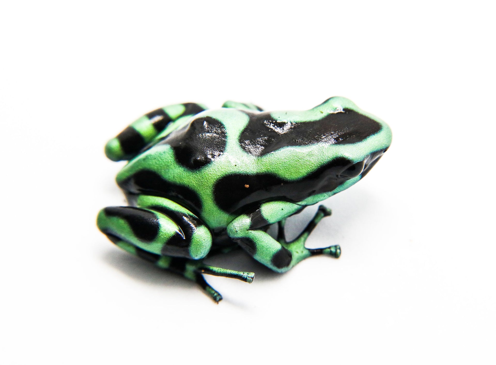 AVAILABLE NOW - Frogs – FrogDaddy