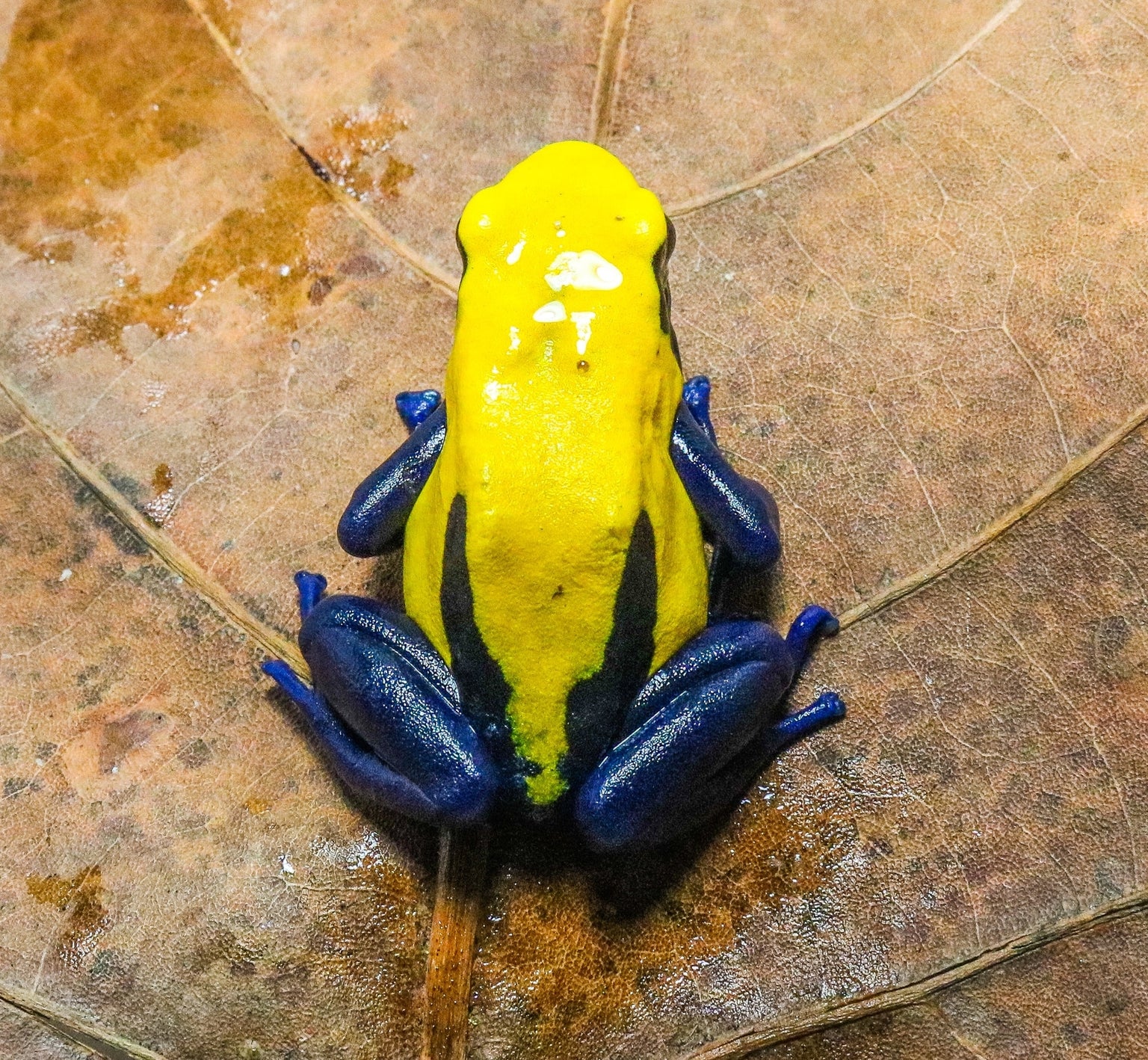 AVAILABLE NOW - Frogs — FrogDaddy