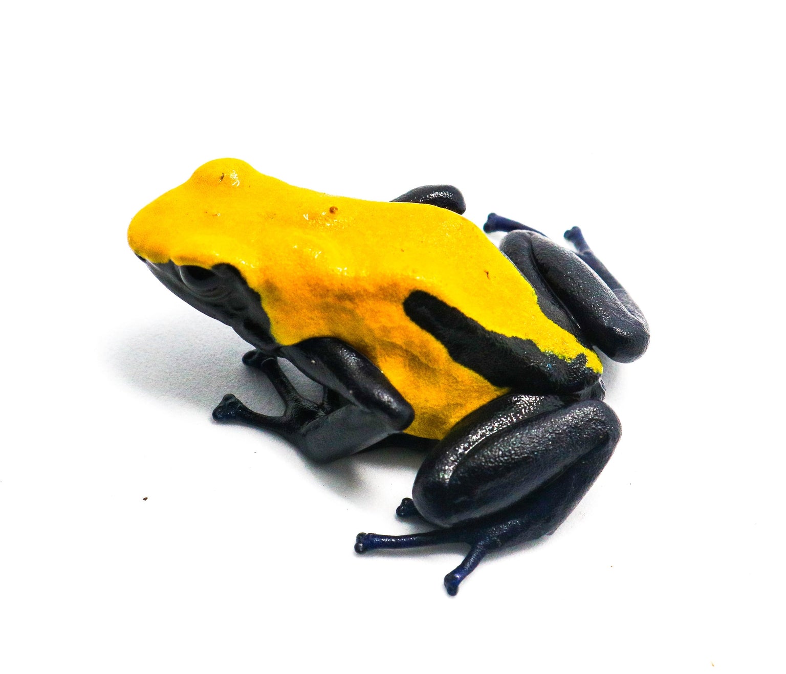 AVAILABLE NOW - Frogs — FrogDaddy