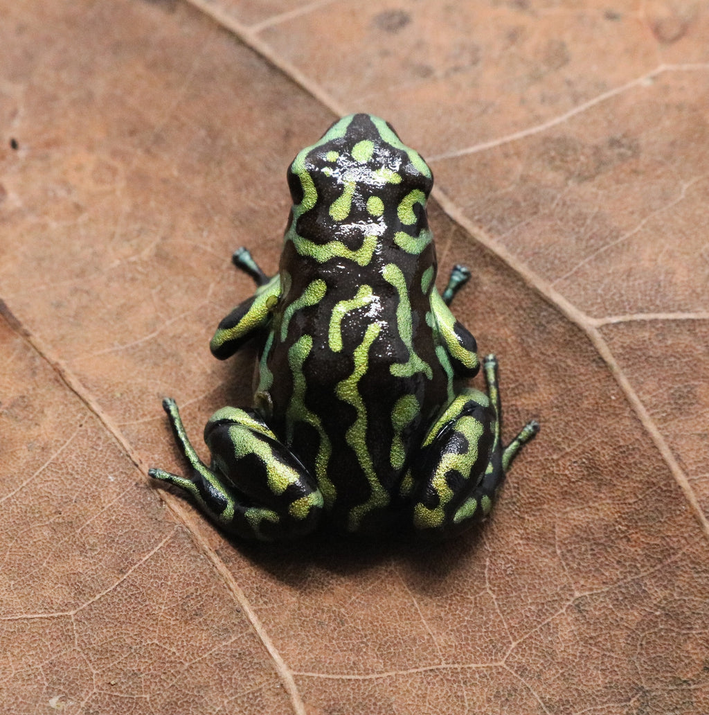 AVAILABLE NOW - Frogs — FrogDaddy