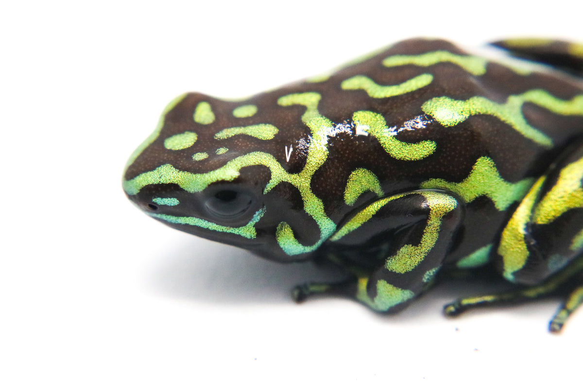 Dendrobates – Page 2 – FrogDaddy