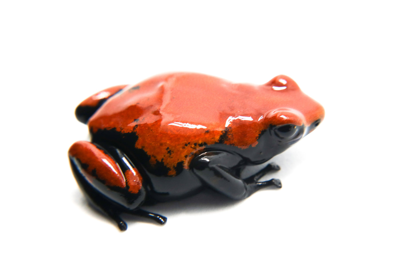 AVAILABLE NOW - Frogs – FrogDaddy