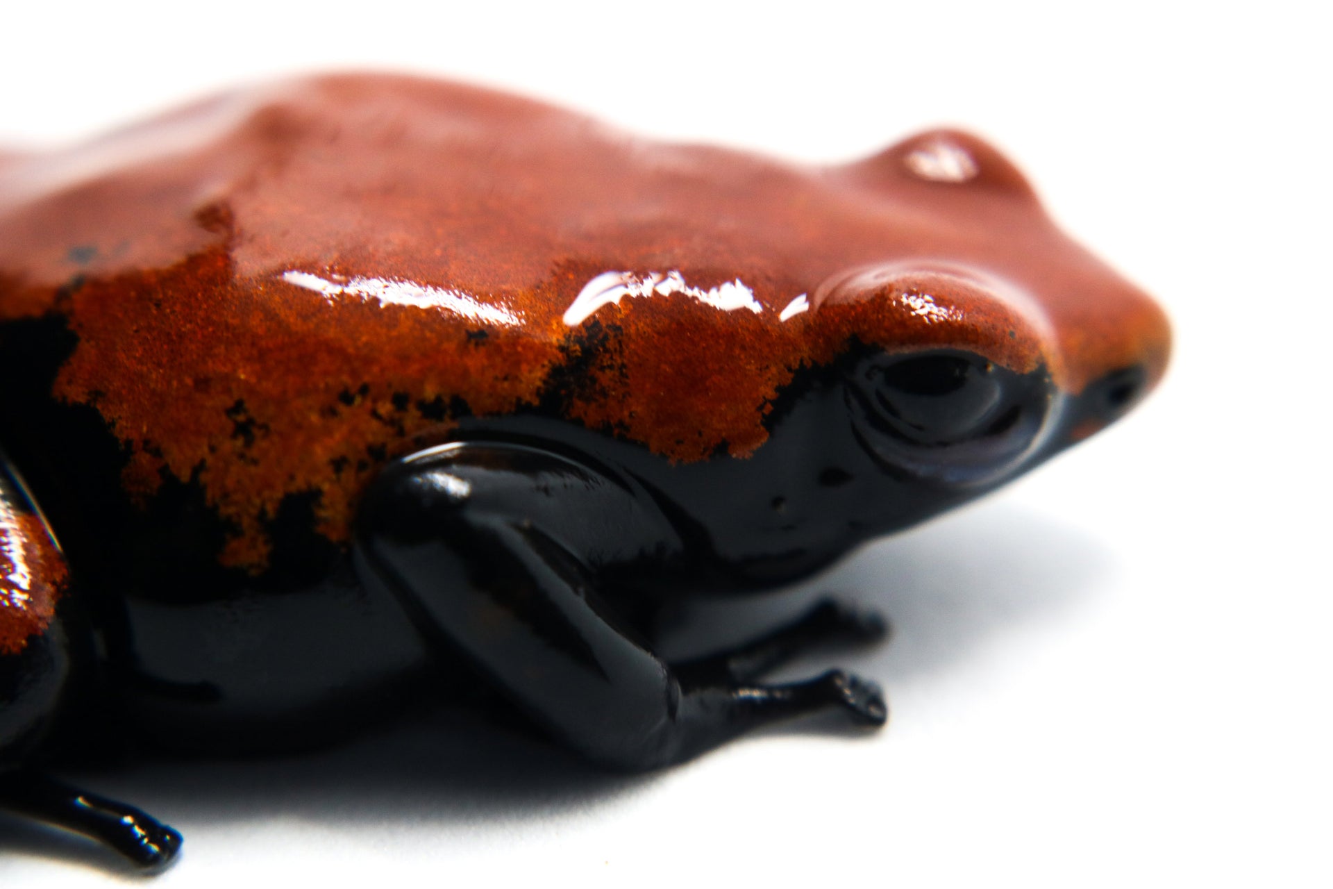 AVAILABLE NOW - Frogs – FrogDaddy