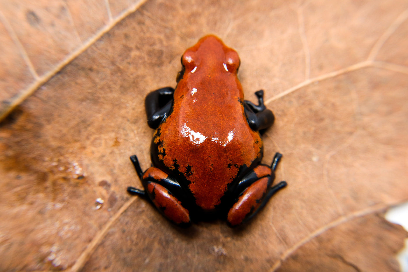 AVAILABLE NOW - Frogs – FrogDaddy