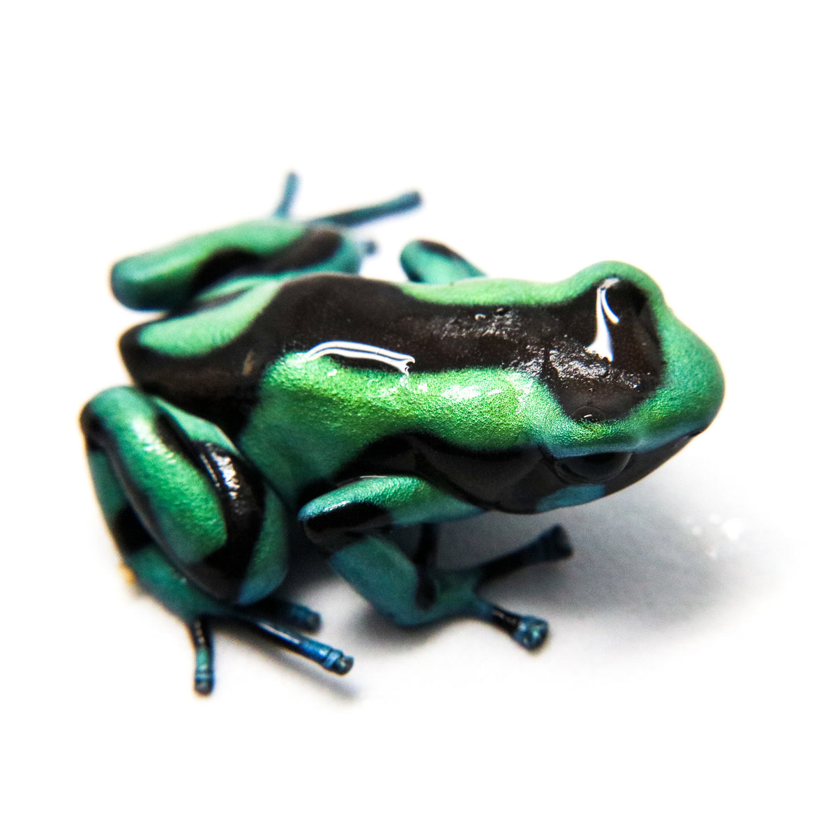 Dendrobates auratus "Columbian Blue and Green" Tadpole | FrogDaddy