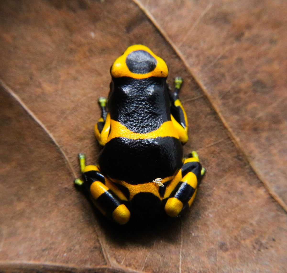 Frogs – Page 2 – FrogDaddy