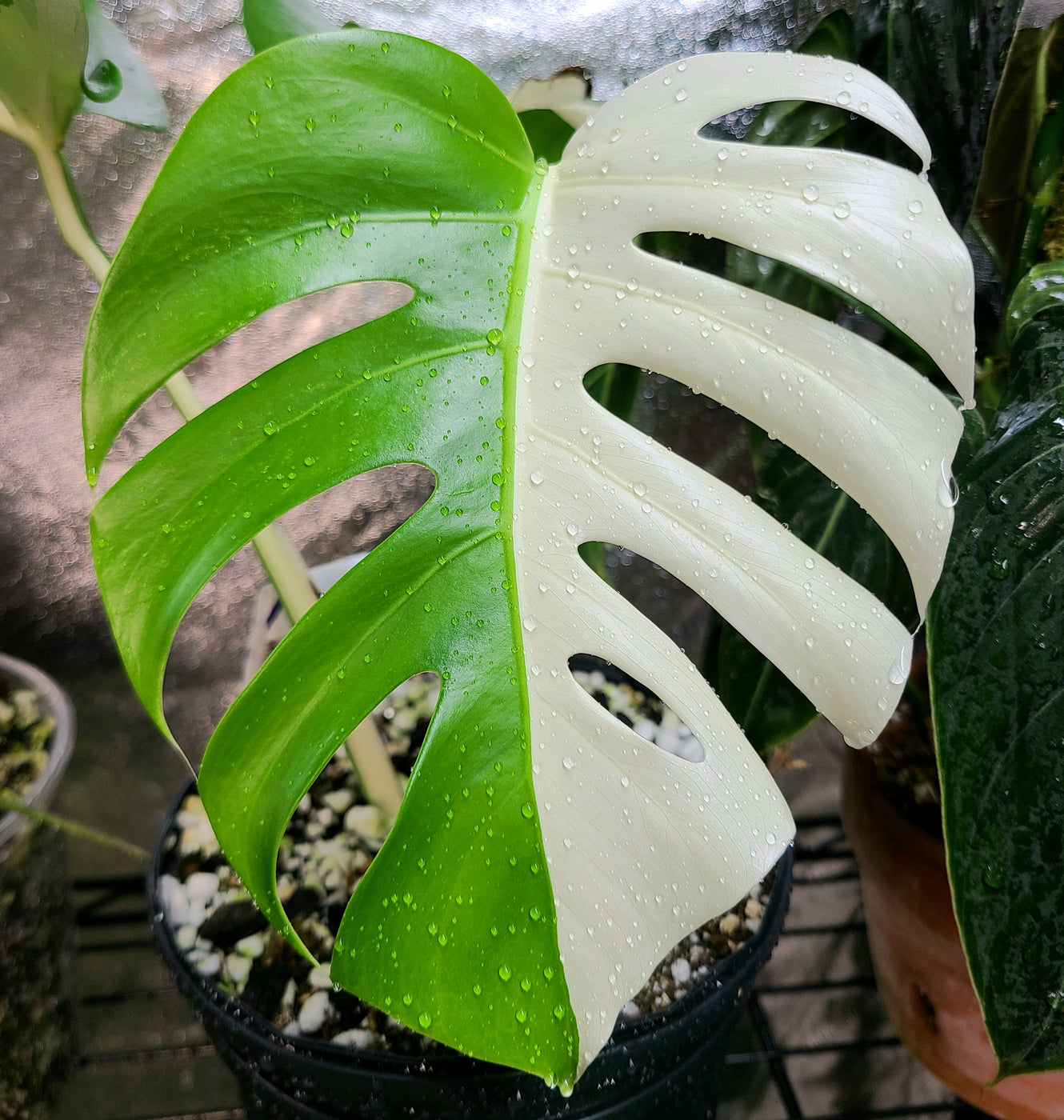 Monstera deliciosa Albo Variegata var. Small Form — FrogDaddy