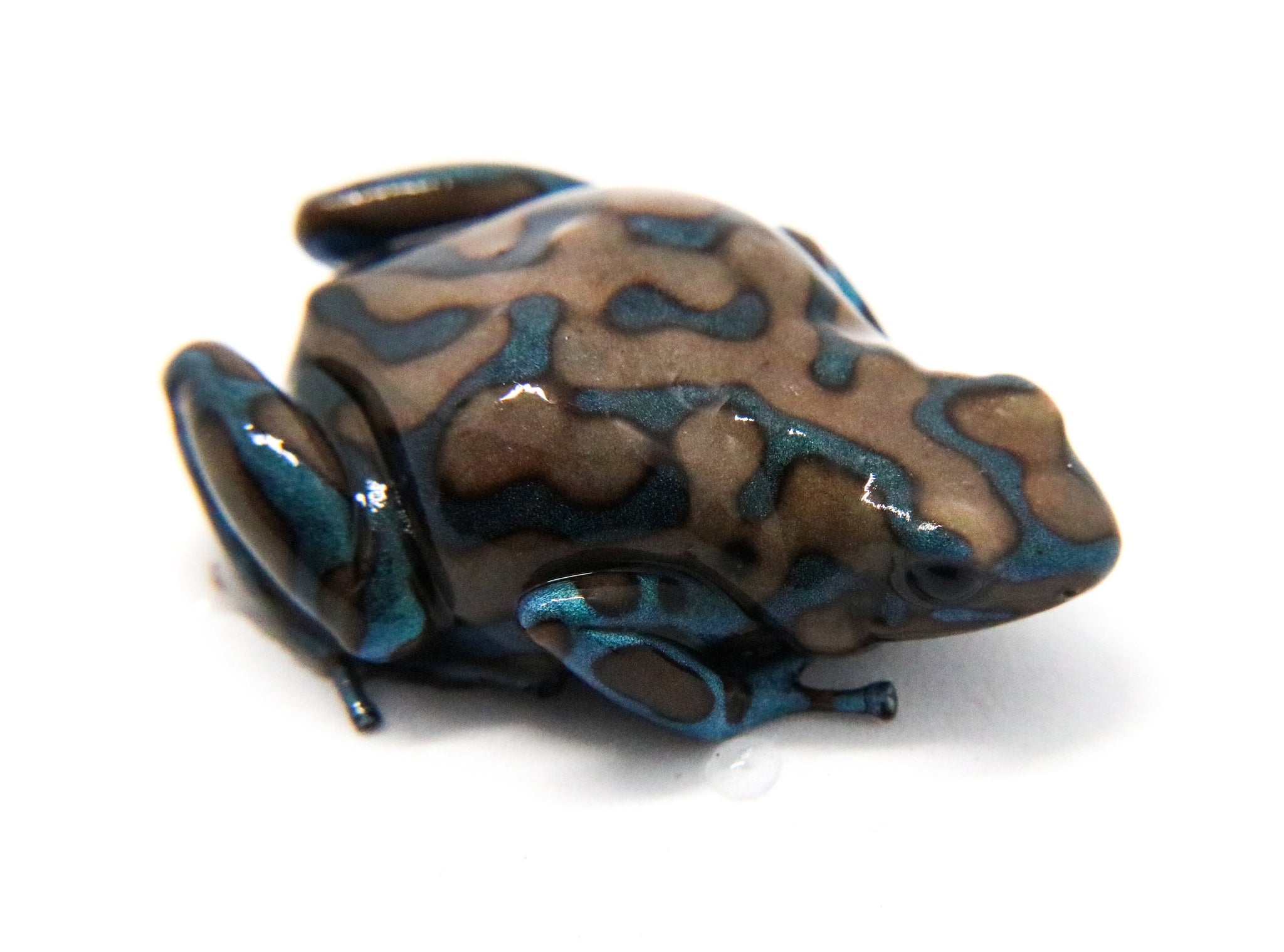 AVAILABLE NOW - Frogs — FrogDaddy