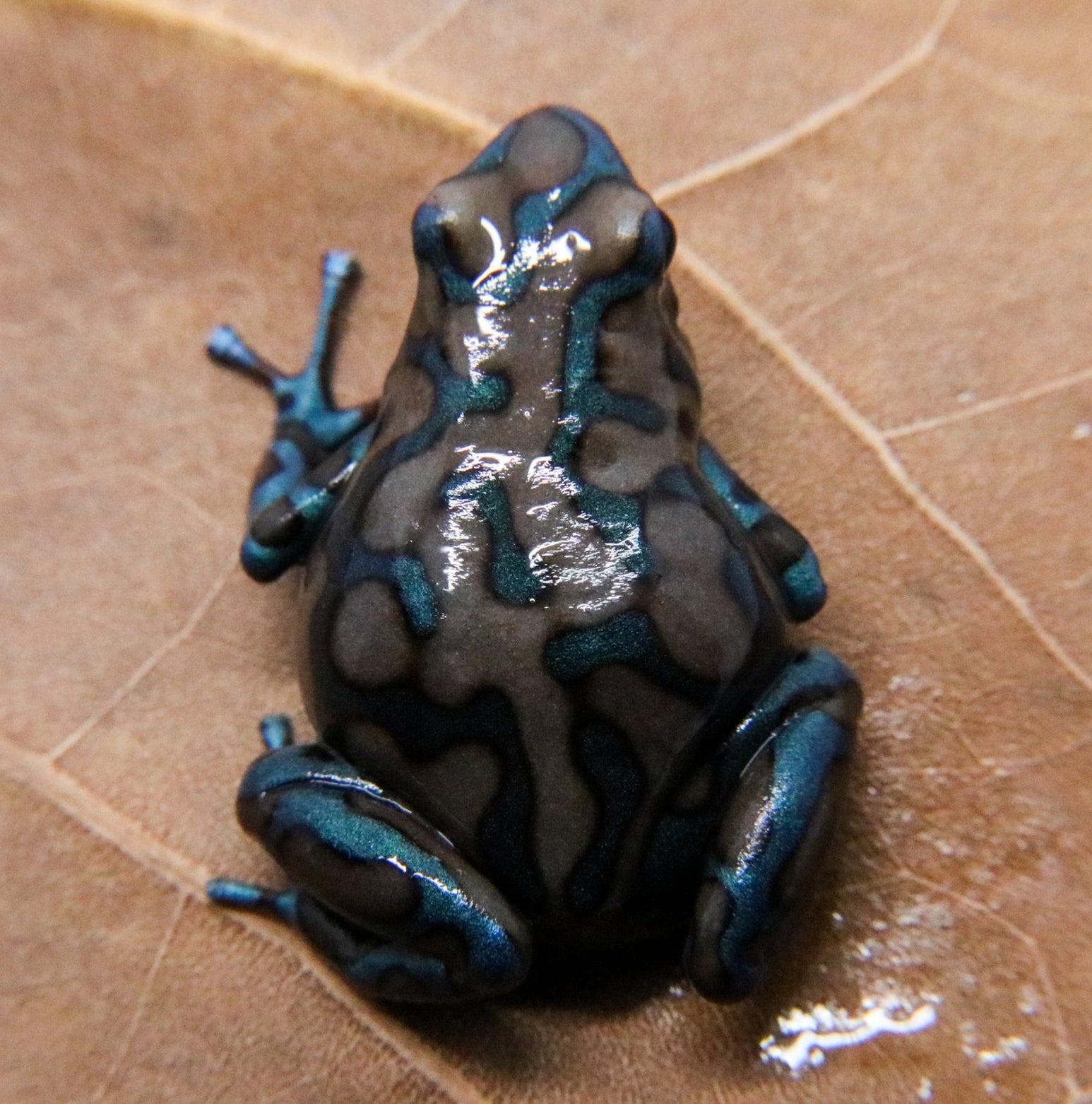 AVAILABLE NOW - Frogs — FrogDaddy