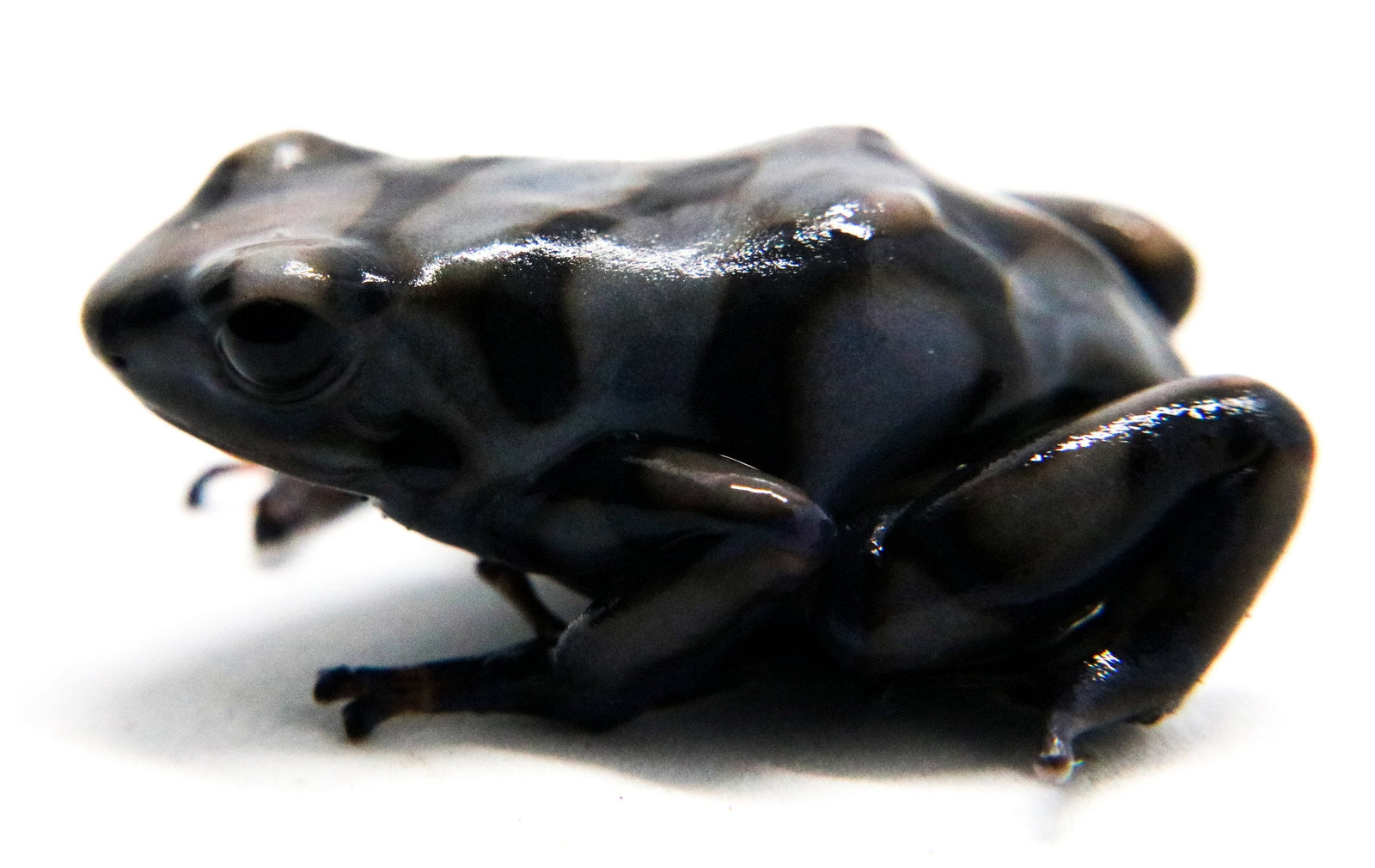 Dendrobates – Page 2 – FrogDaddy