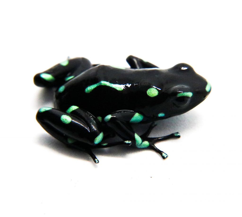 Dendrobates — FrogDaddy