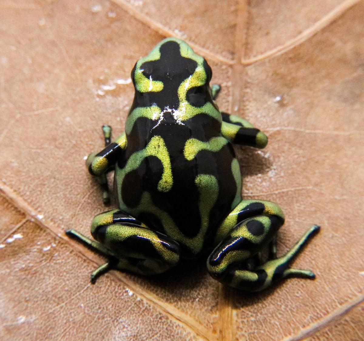 AVAILABLE NOW - Frogs – FrogDaddy