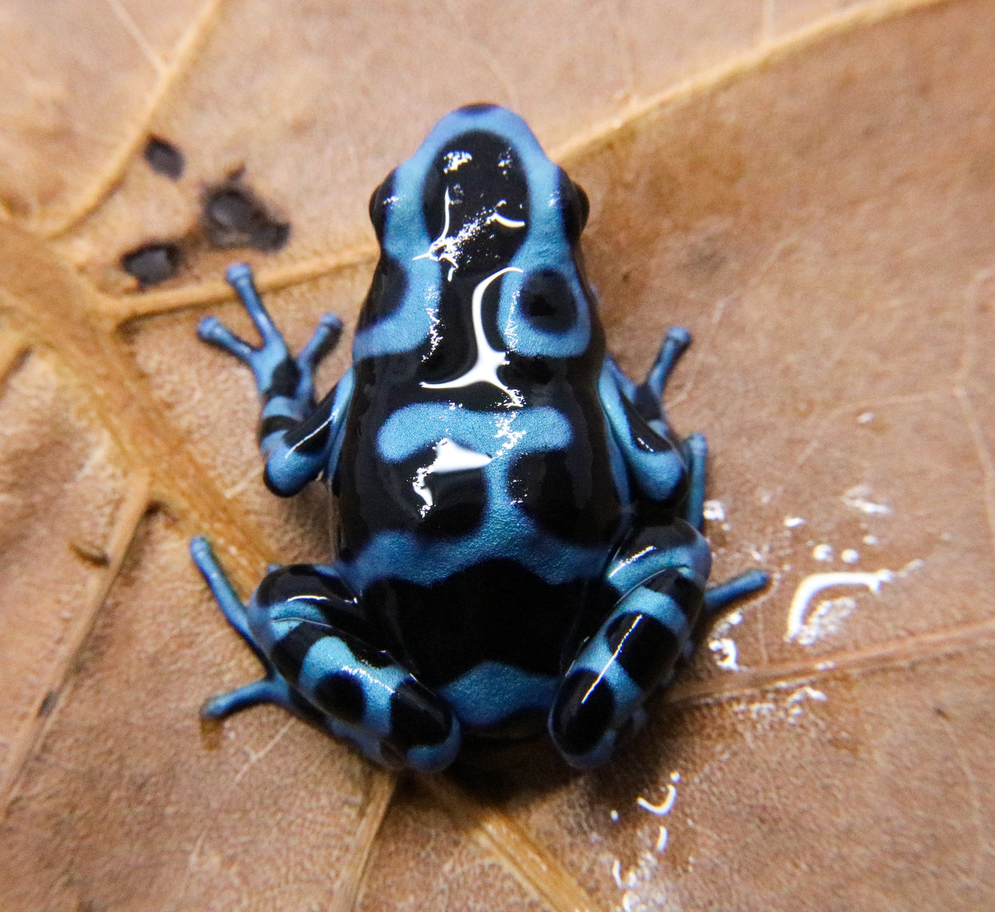 Dendrobates – Page 2 – FrogDaddy