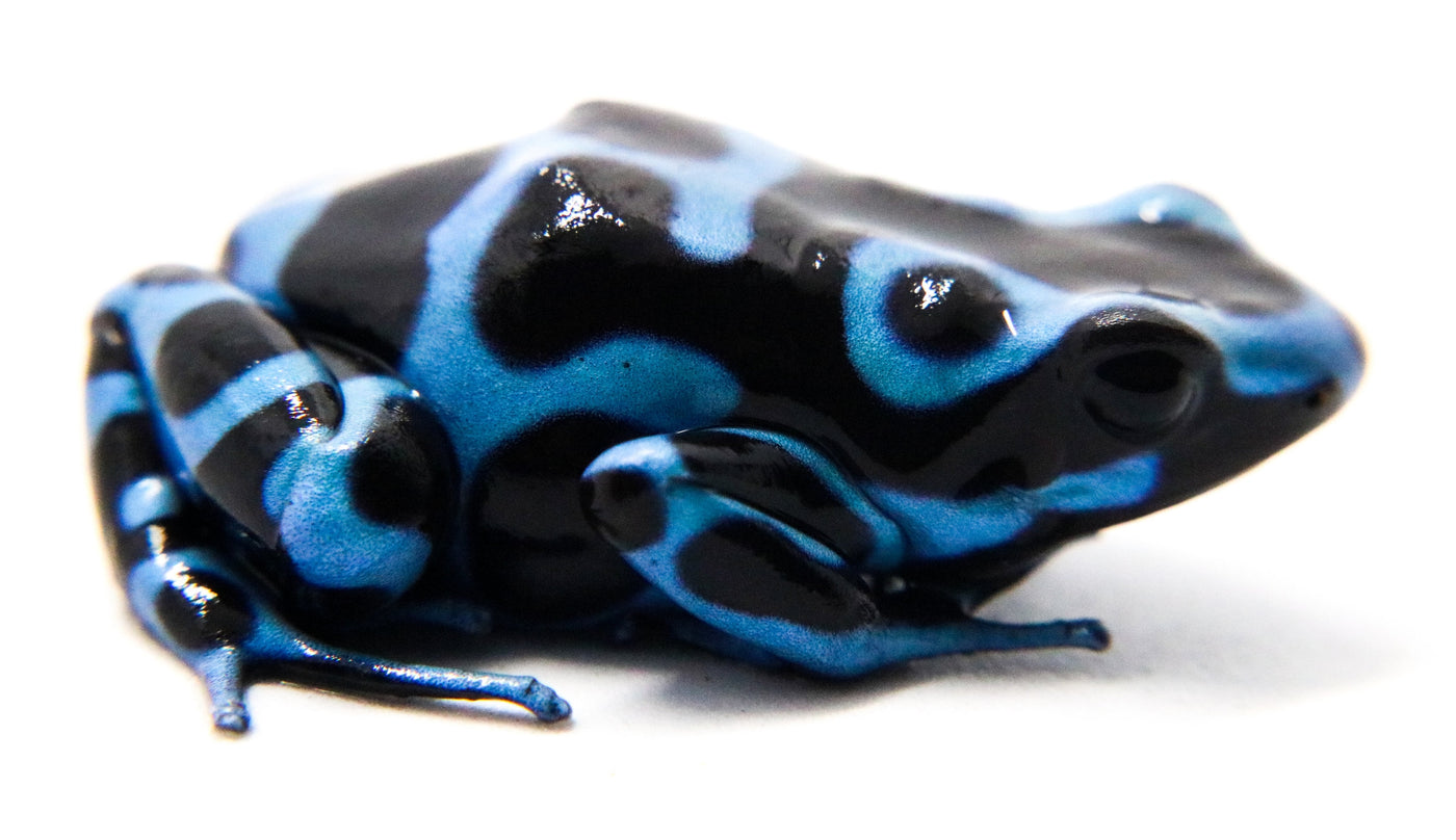 Dendrobates – Page 2 – FrogDaddy