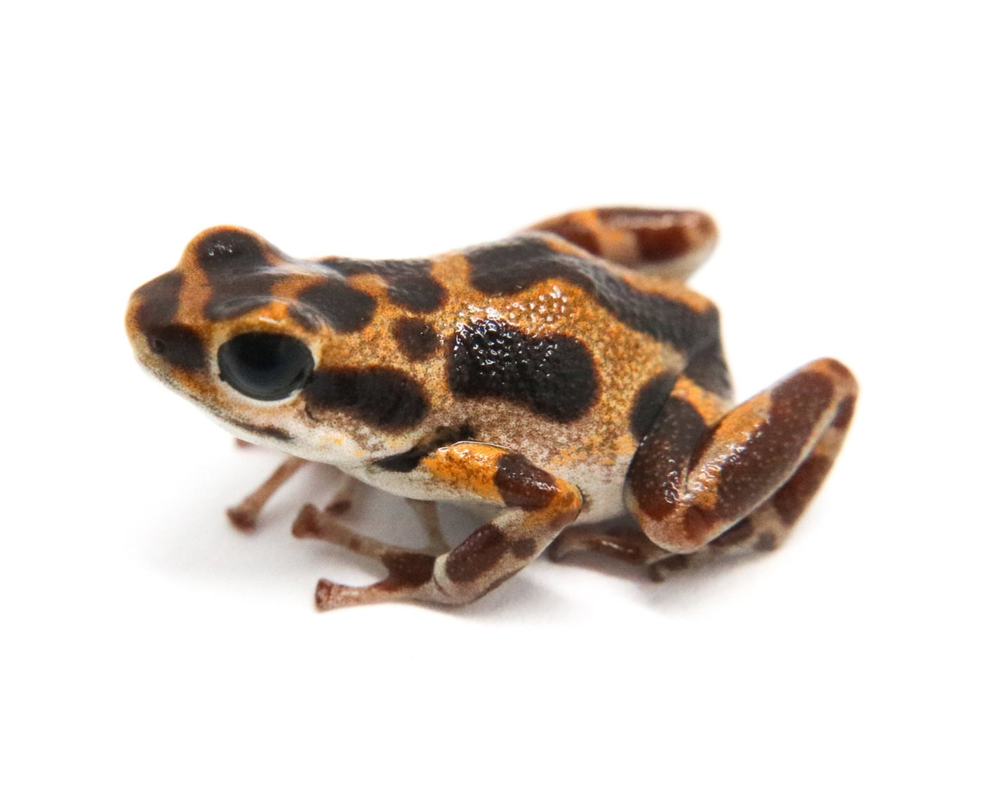 Oophaga — FrogDaddy