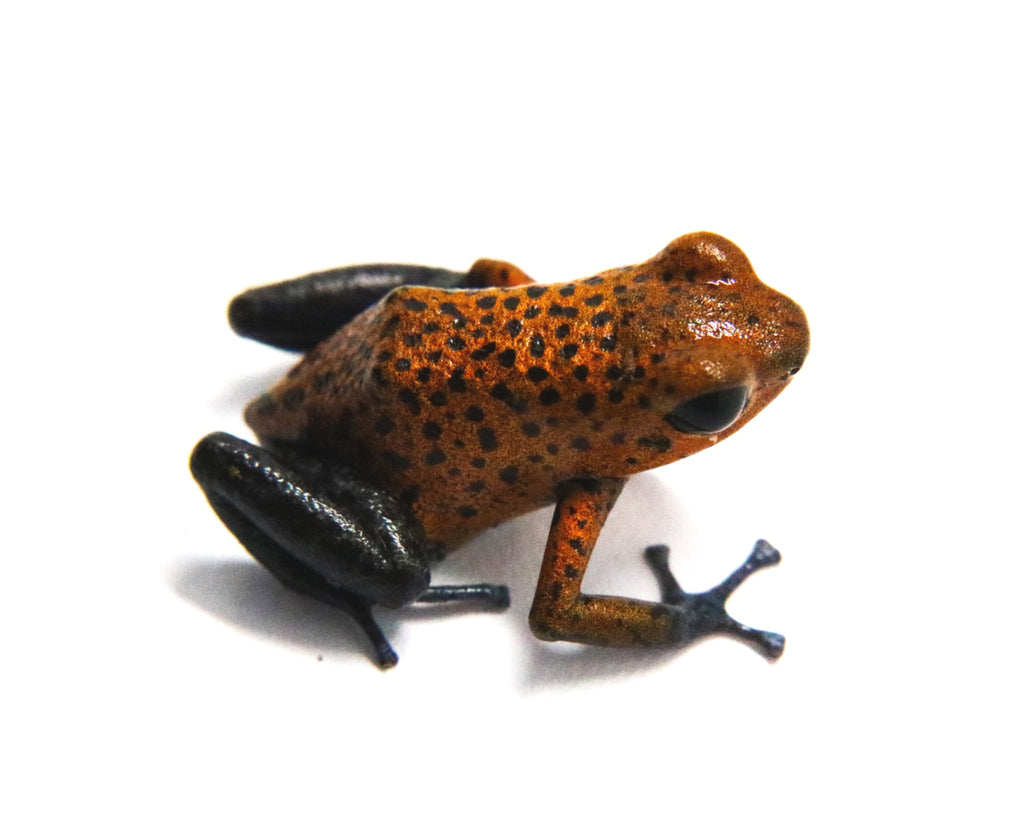 Oophaga — FrogDaddy