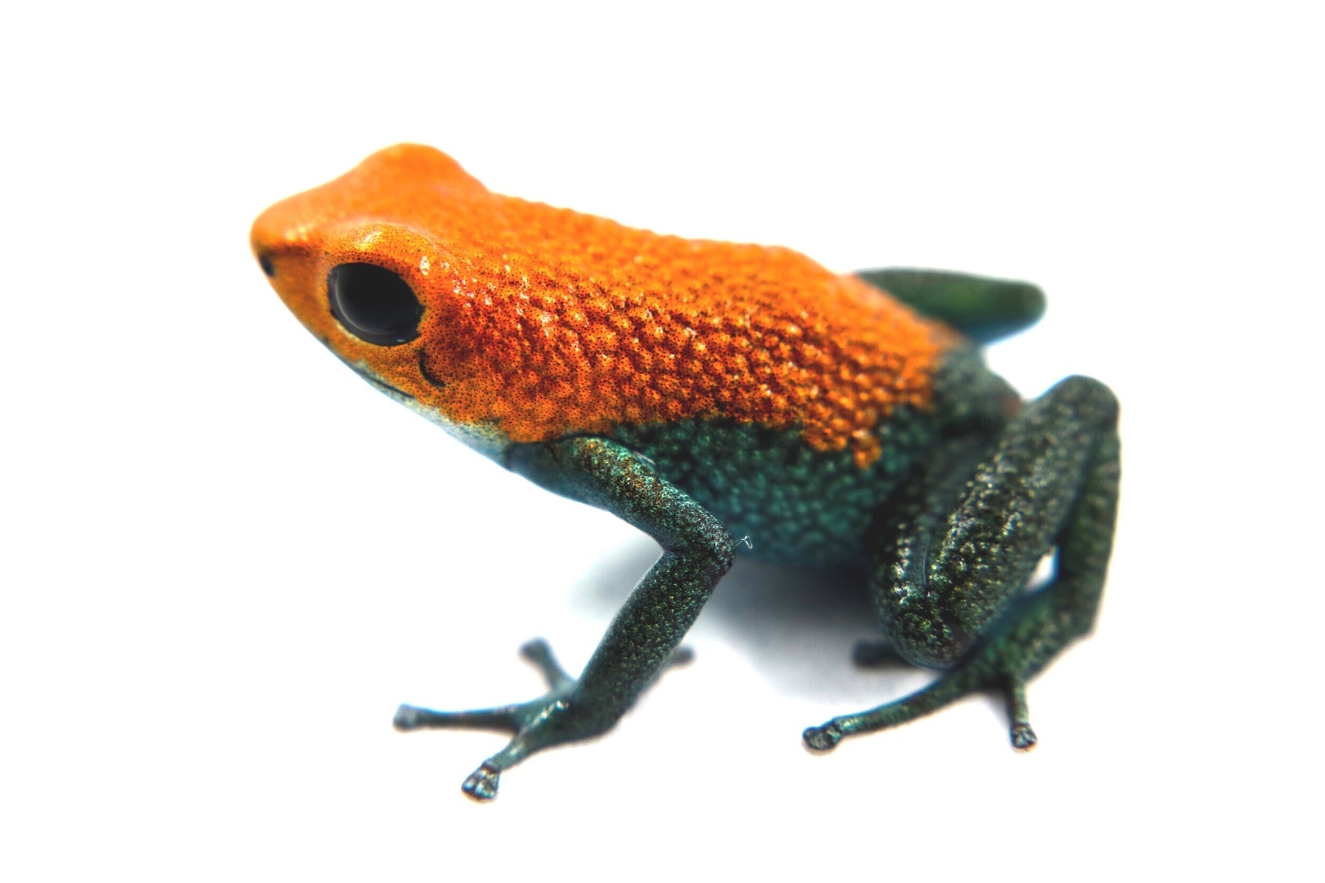 Oophaga – FrogDaddy