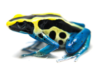 AVAILABLE NOW - Frogs – FrogDaddy