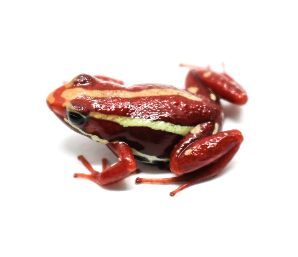 AVAILABLE NOW - Frogs – FrogDaddy