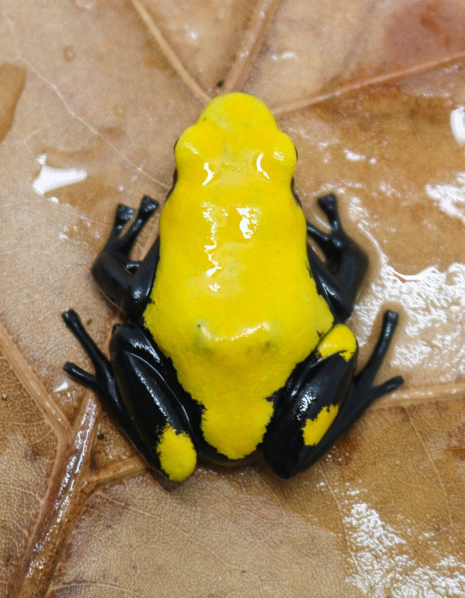 FrogDaddy