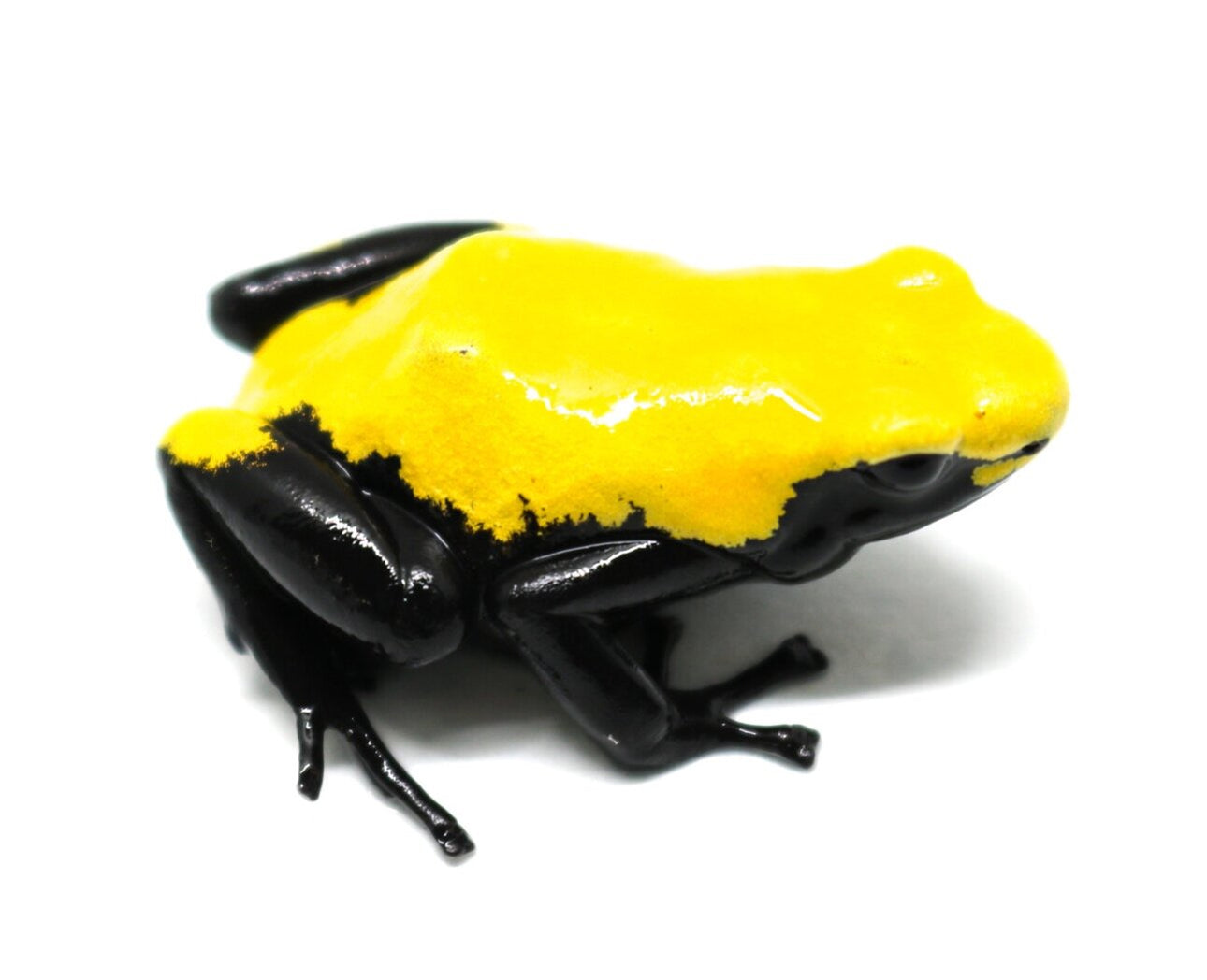 FrogDaddy