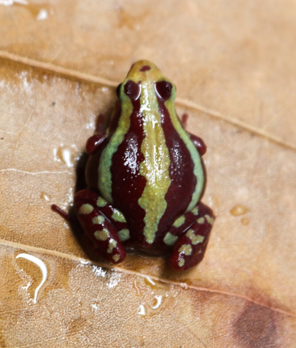 Epipedobates — FrogDaddy