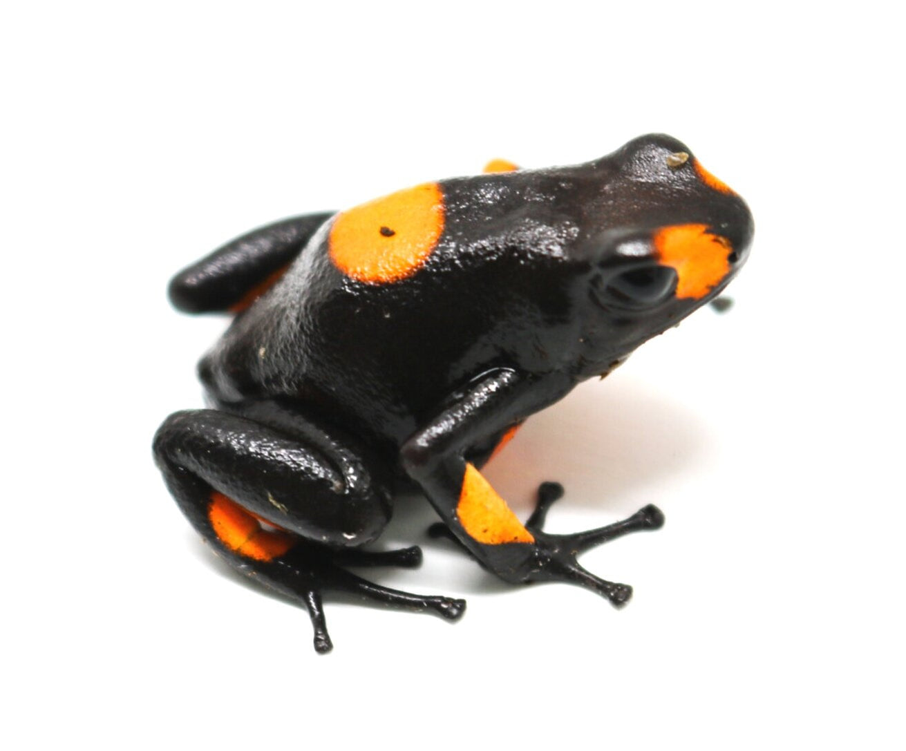 Oophaga — FrogDaddy