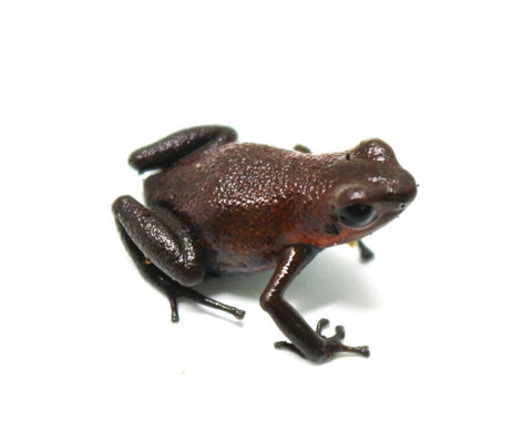 Oophaga – FrogDaddy