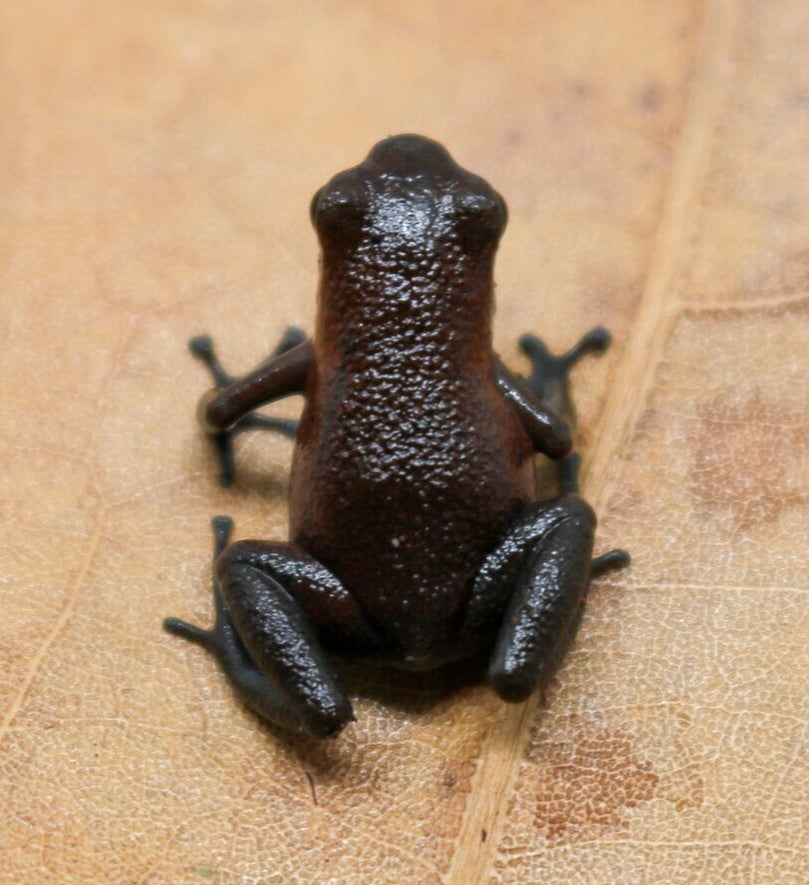 Oophaga — FrogDaddy