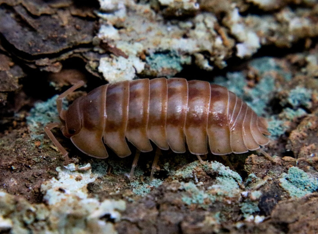Isopods — FrogDaddy
