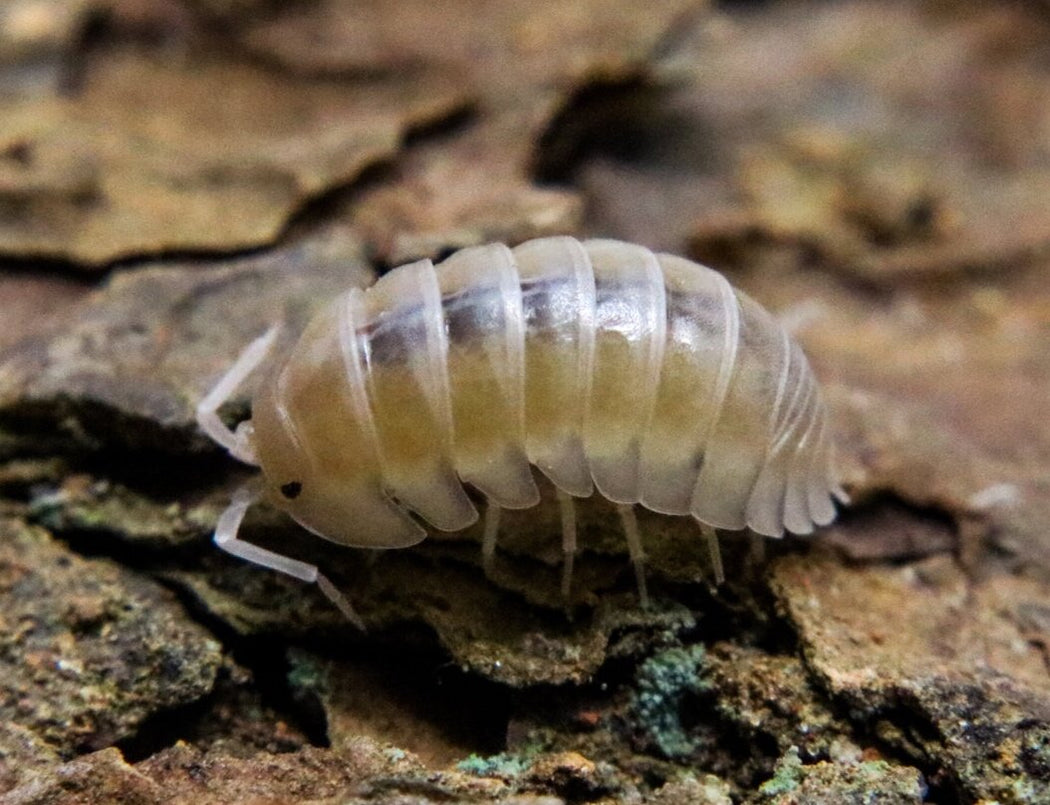 Isopods — FrogDaddy