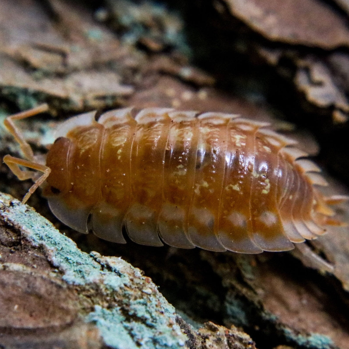 Oniscus asellus "B.C. Maple" Isopods | FrogDaddy
