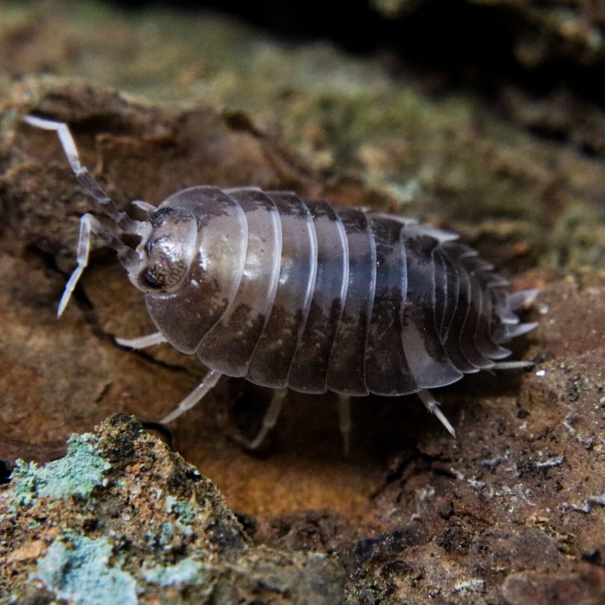 Porcellio leavis "Milk Back" Isopods | FrogDaddy