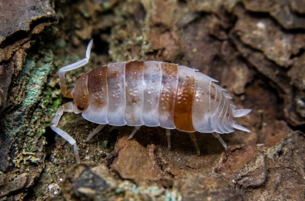 Isopods — Page 3 — FrogDaddy